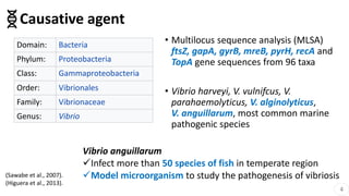Vibriosis in marine fish | PPTX