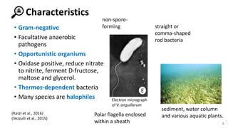 Vibriosis in marine fish | PPTX