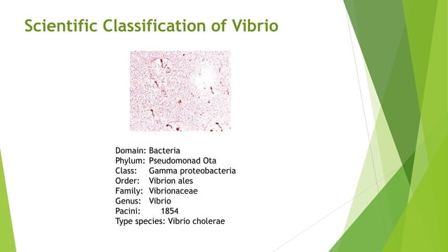 Vibrio spp. (Group presentation).pptx