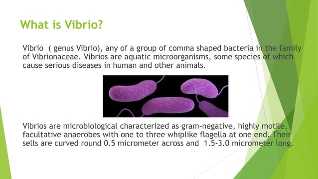 Vibrio spp. (Group presentation).pptx
