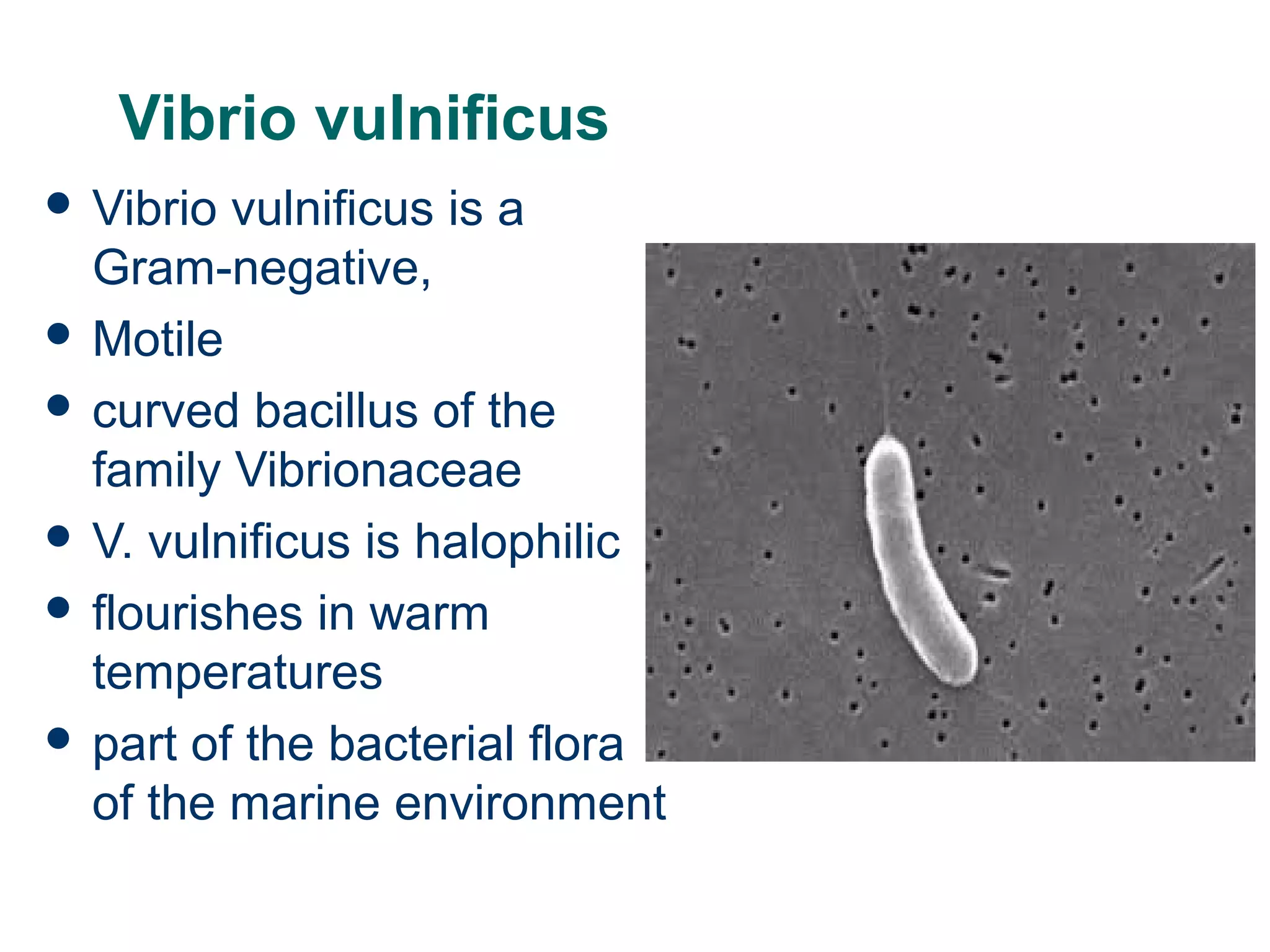 Vibrio vulnificus | PPT