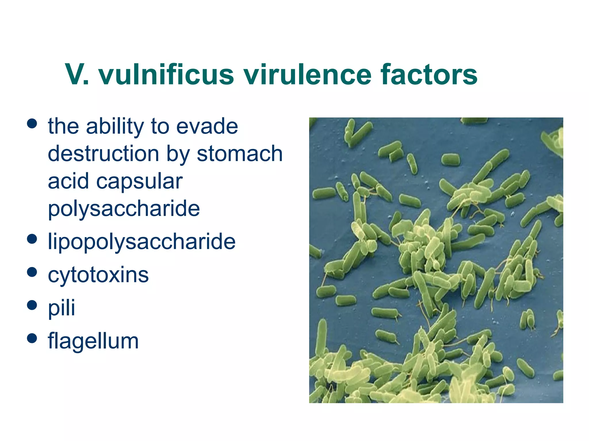 Vibrio vulnificus | PPT