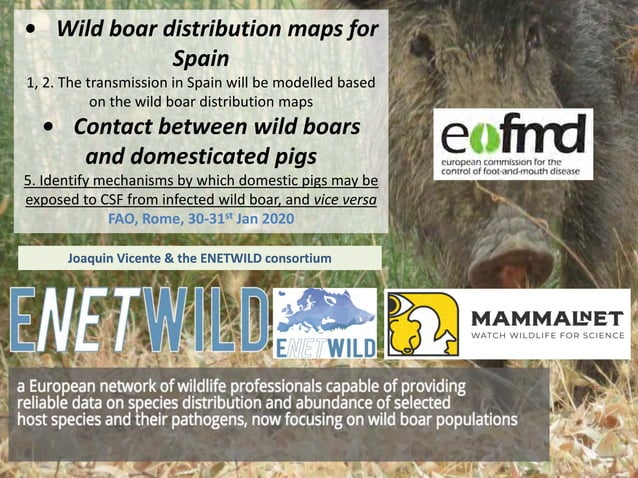 EuFMDiS Meetings 01/2020 - Wild boar distribution maps for Spain ...
