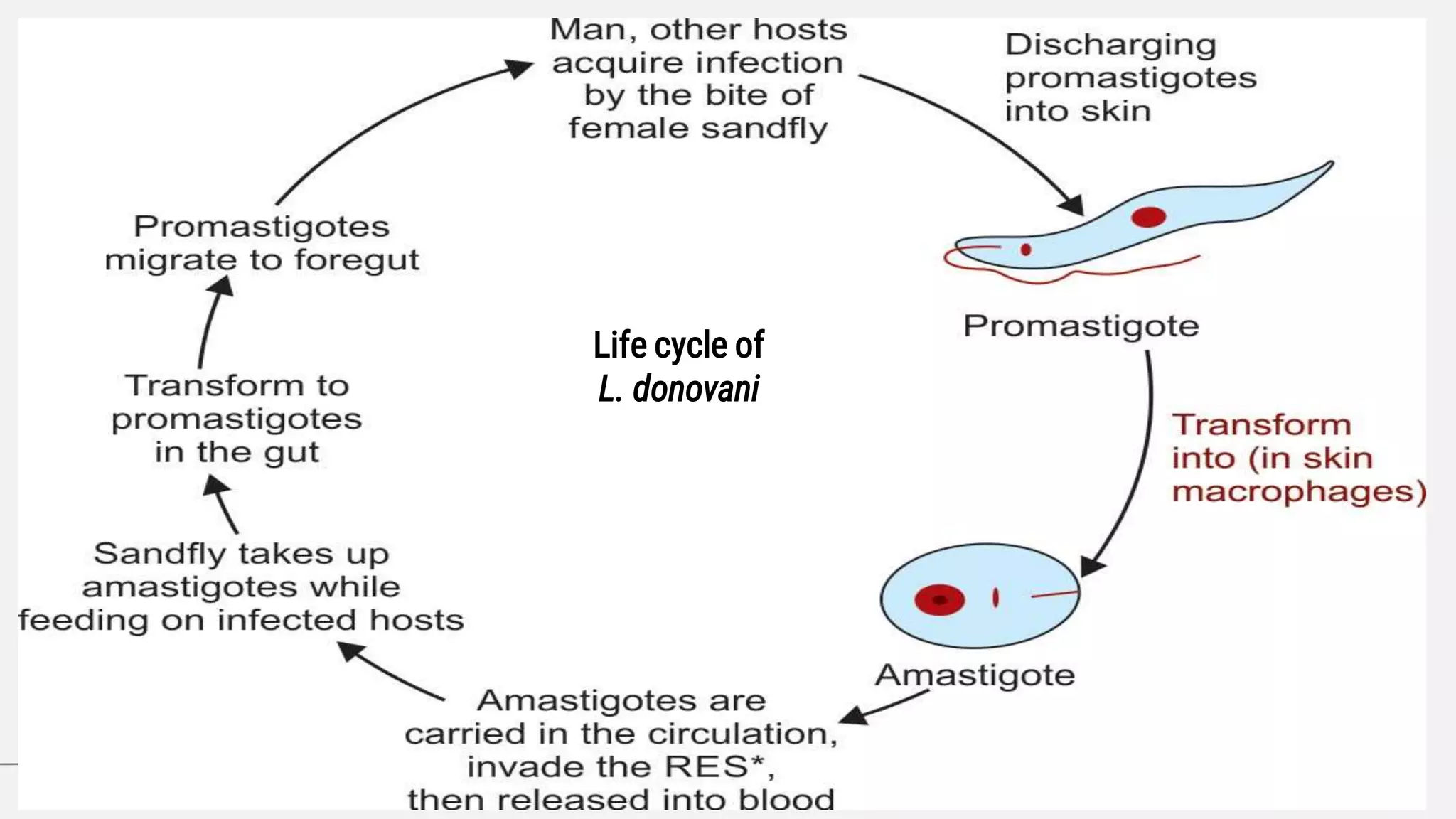 VICERAL LEISHMANIASIS | PPTX