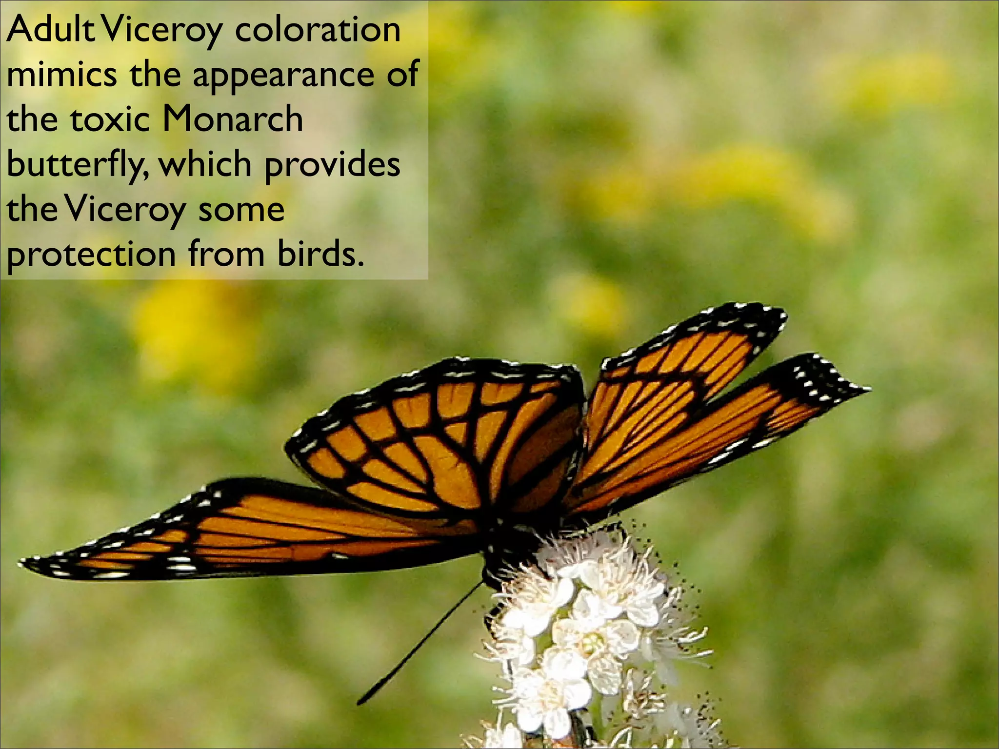 Viceroy Butterfly | PDF