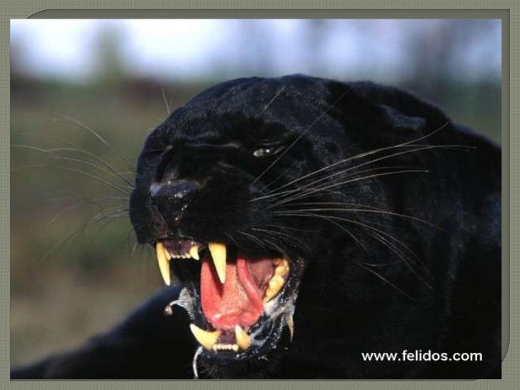 La Pantera - downifiles