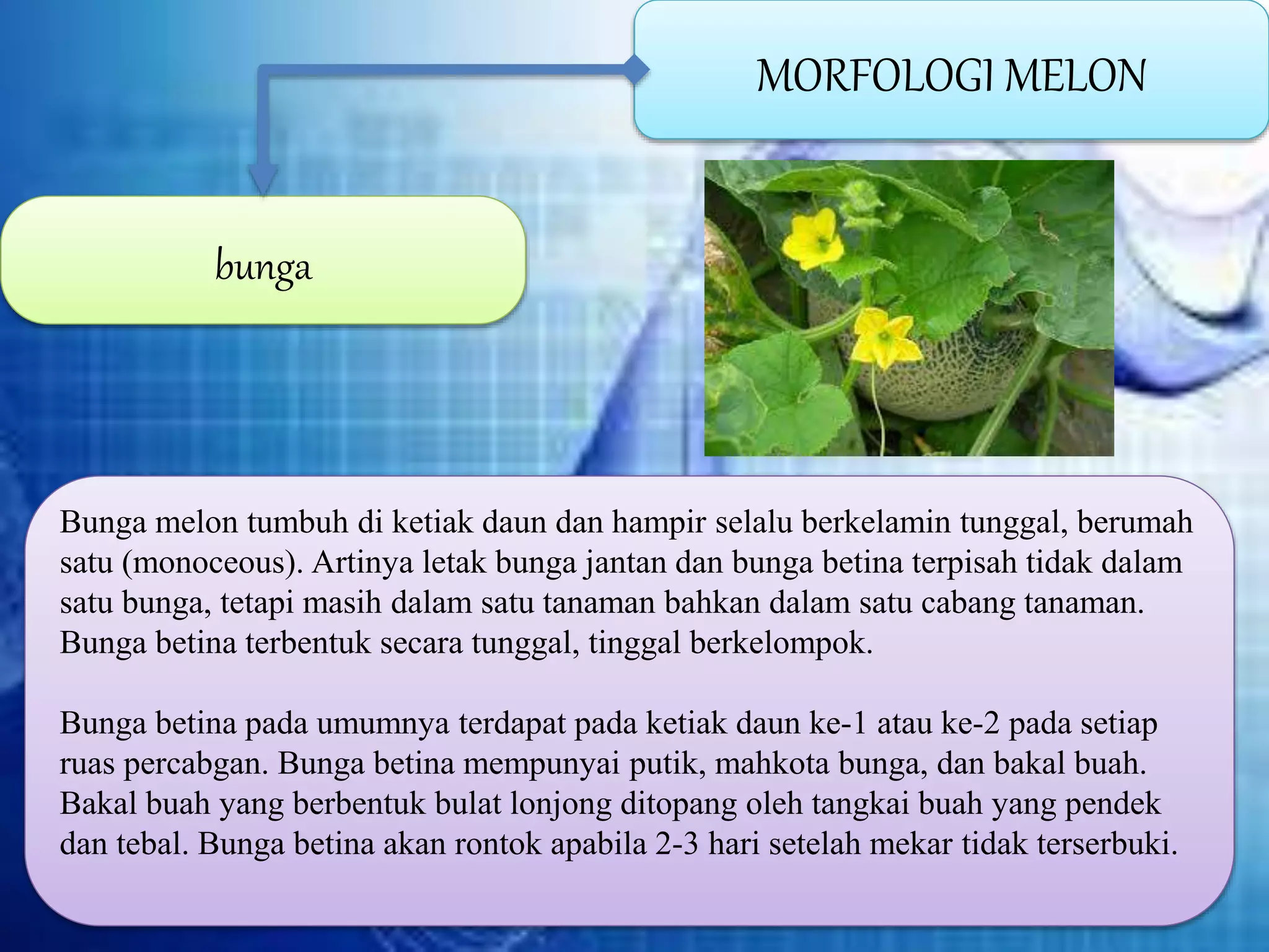 tanaman melon | PPTX