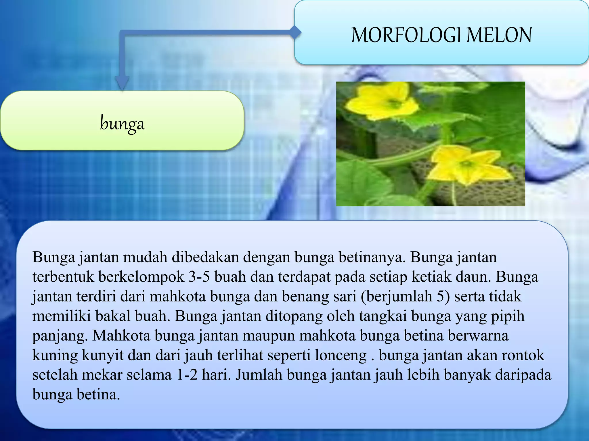 tanaman melon | PPTX