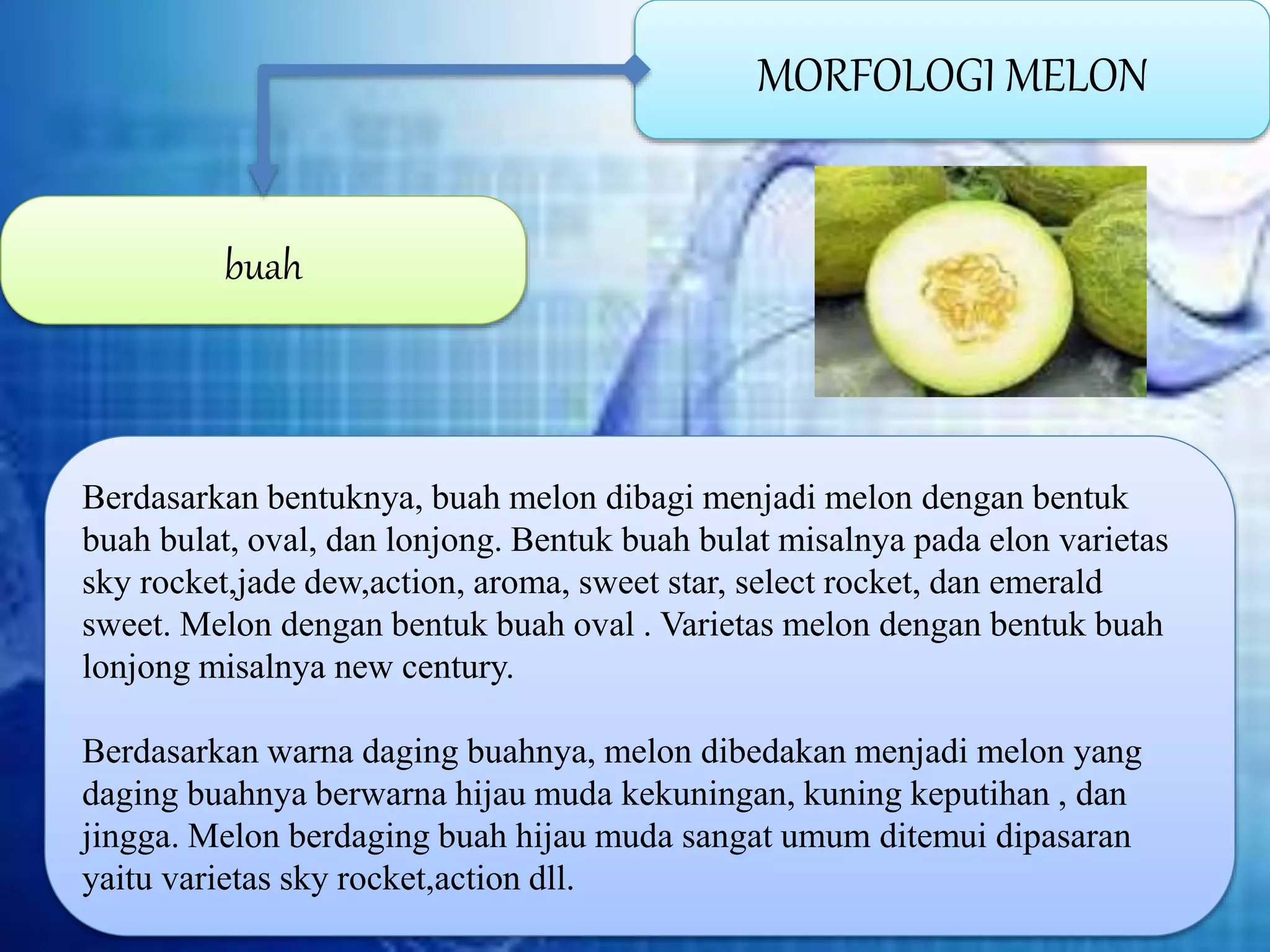 tanaman melon | PPTX