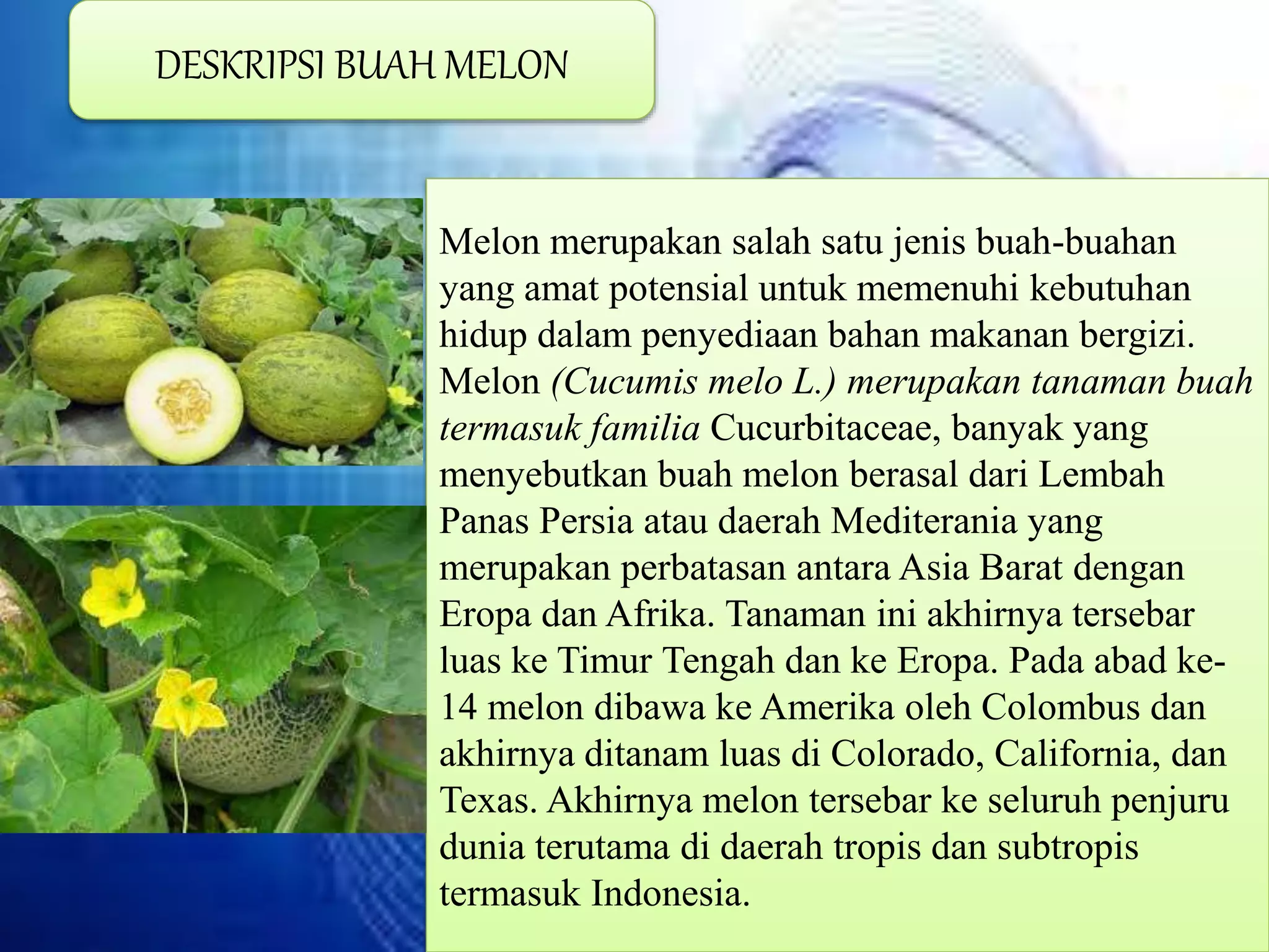 tanaman melon | PPTX