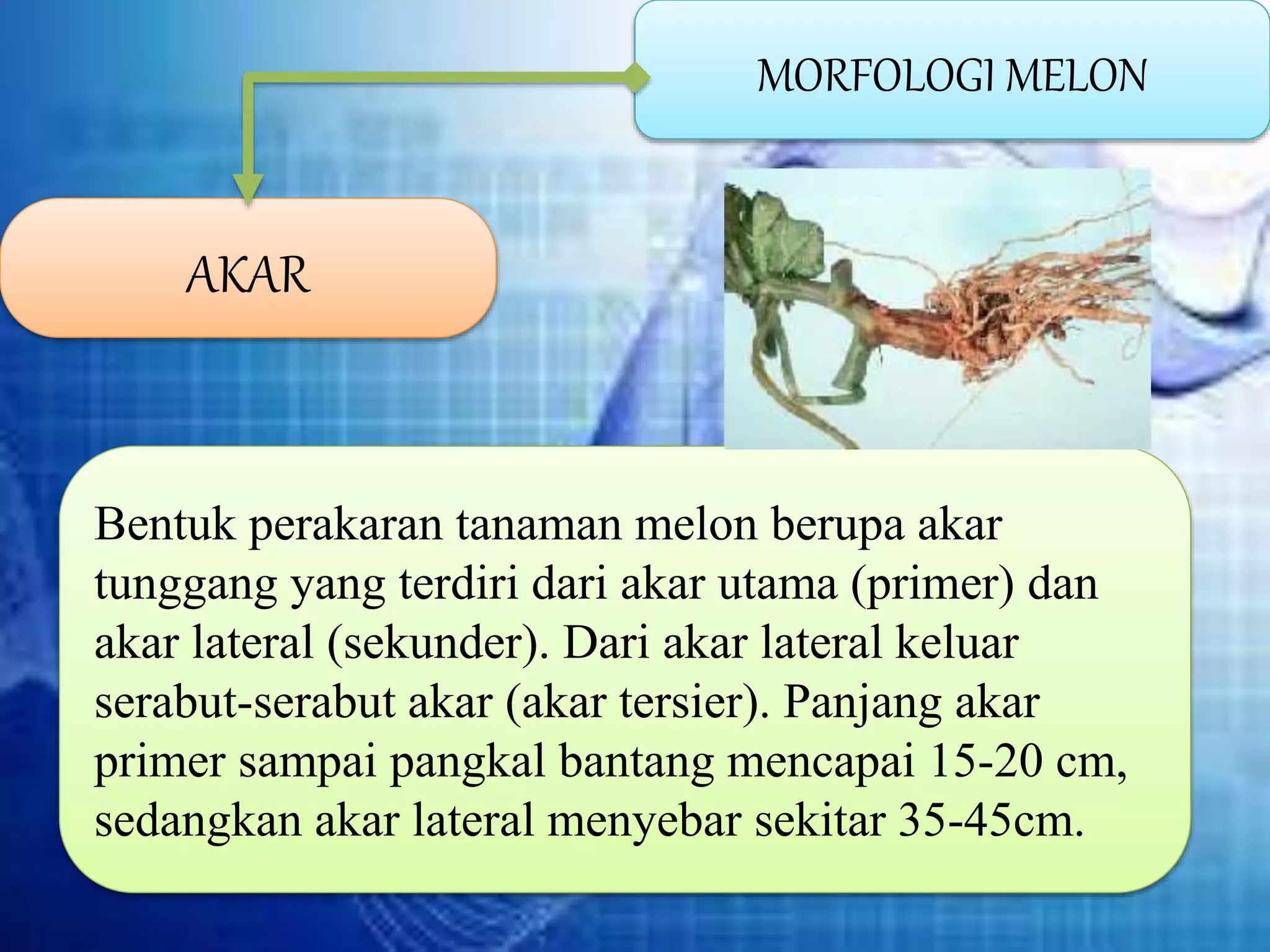 tanaman melon | PPTX