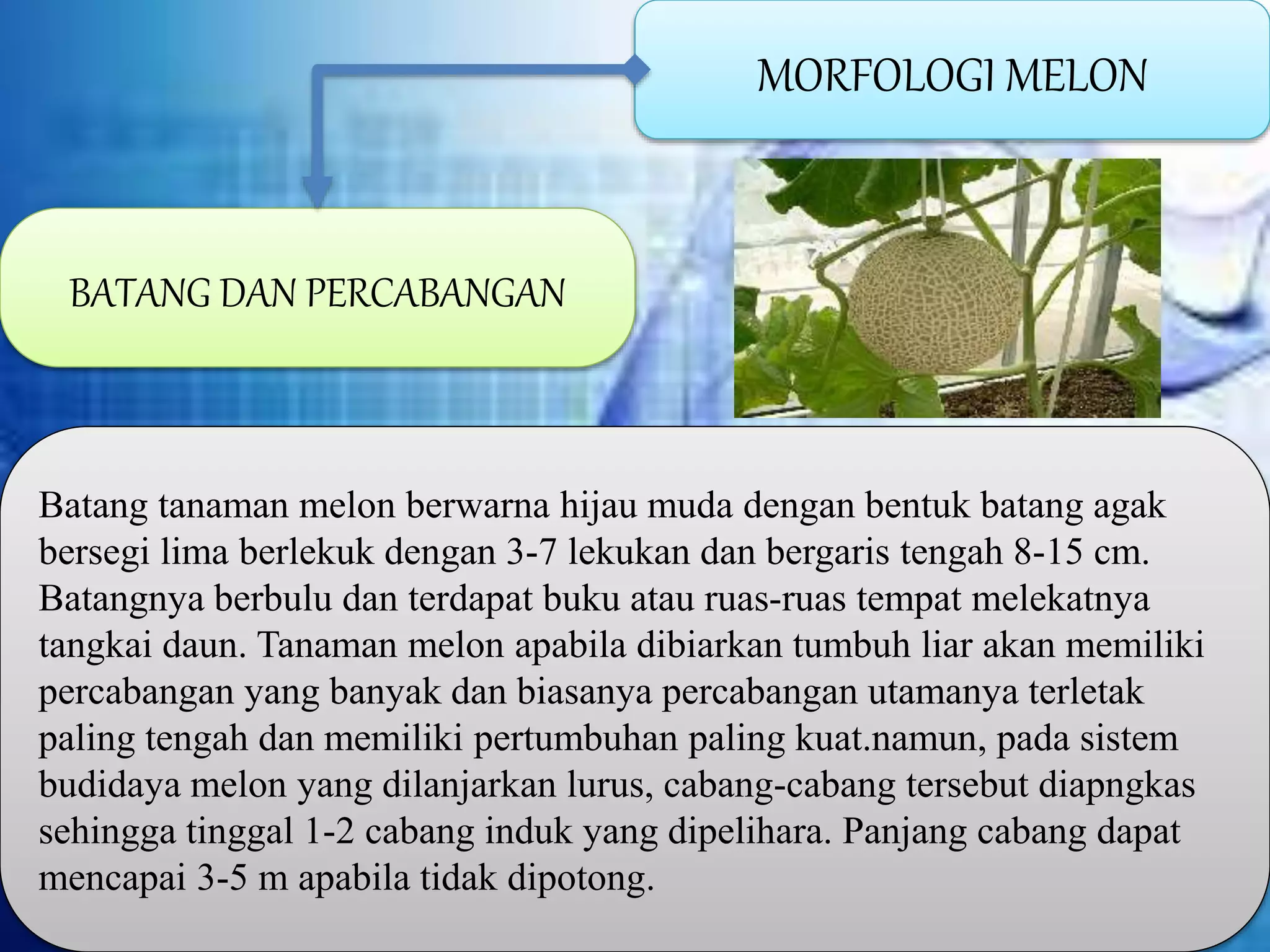 tanaman melon | PPTX