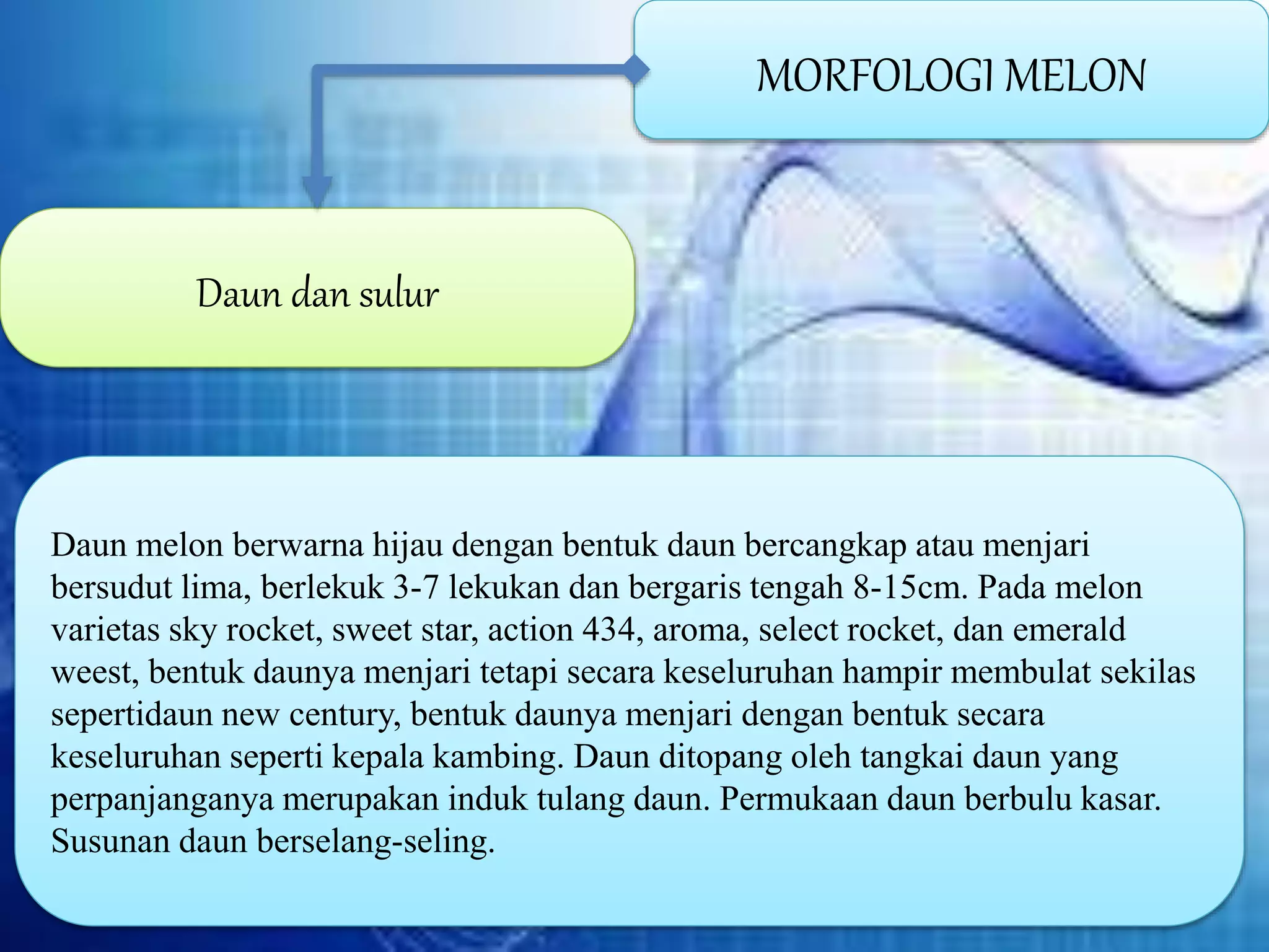 tanaman melon | PPTX