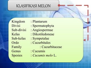 tanaman melon | PPTX