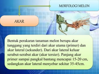 tanaman melon | PPTX