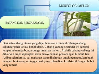 tanaman melon | PPTX