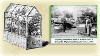 Robert Fortune, Victorian James Bond, the perfect tea thief, who's ...