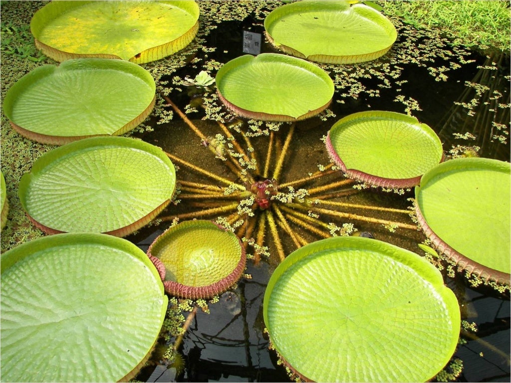 Victoria regia