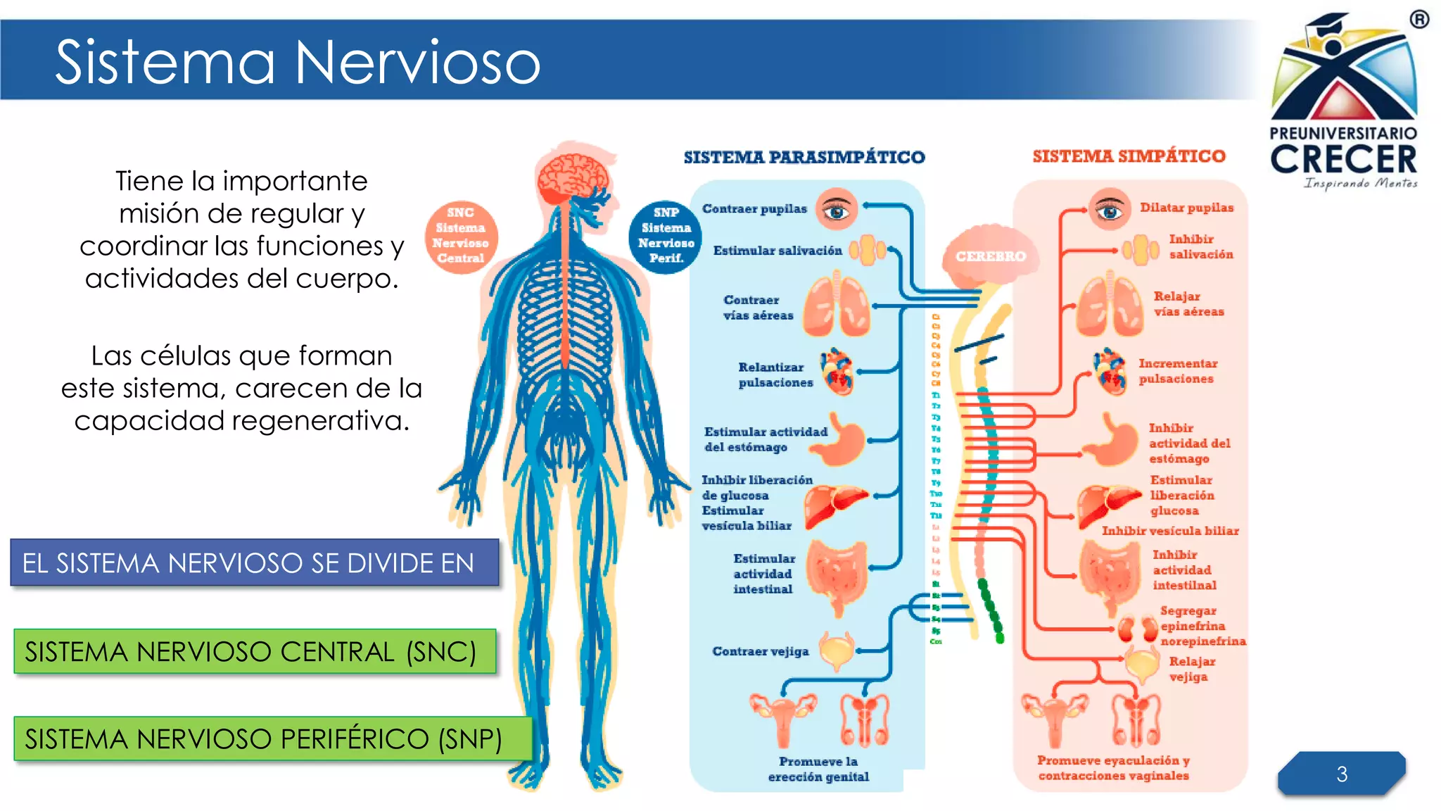 Biología - Sistema Nervioso | PDF