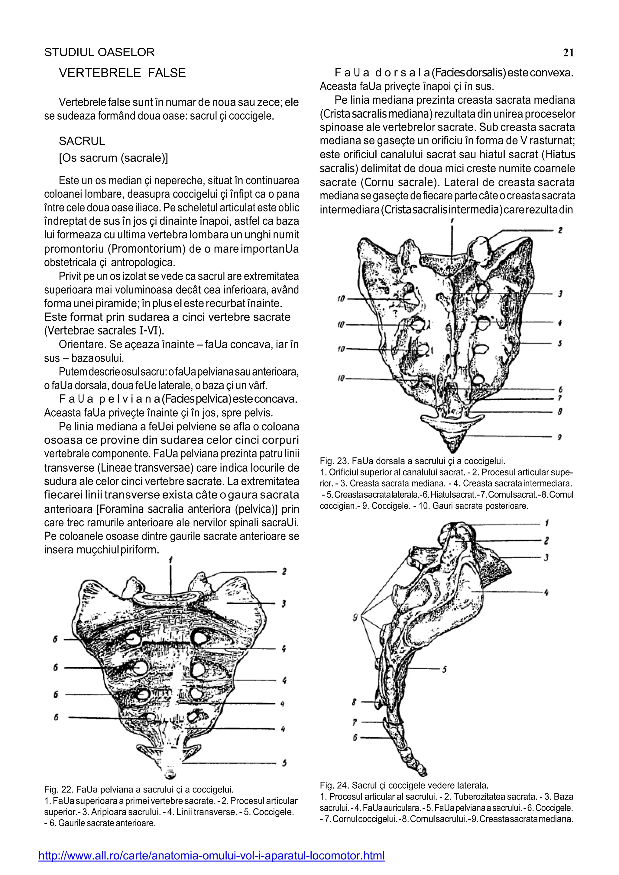 Victor papilian anatomia omului vol 1 aparatul locomotor | PDF