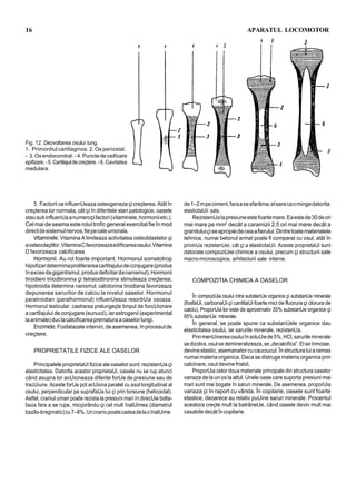 Victor papilian anatomia omului vol 1 aparatul locomotor | PDF