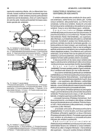 Victor papilian anatomia omului vol 1 aparatul locomotor | PDF