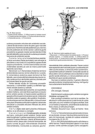 Victor papilian anatomia omului vol 1 aparatul locomotor | PDF