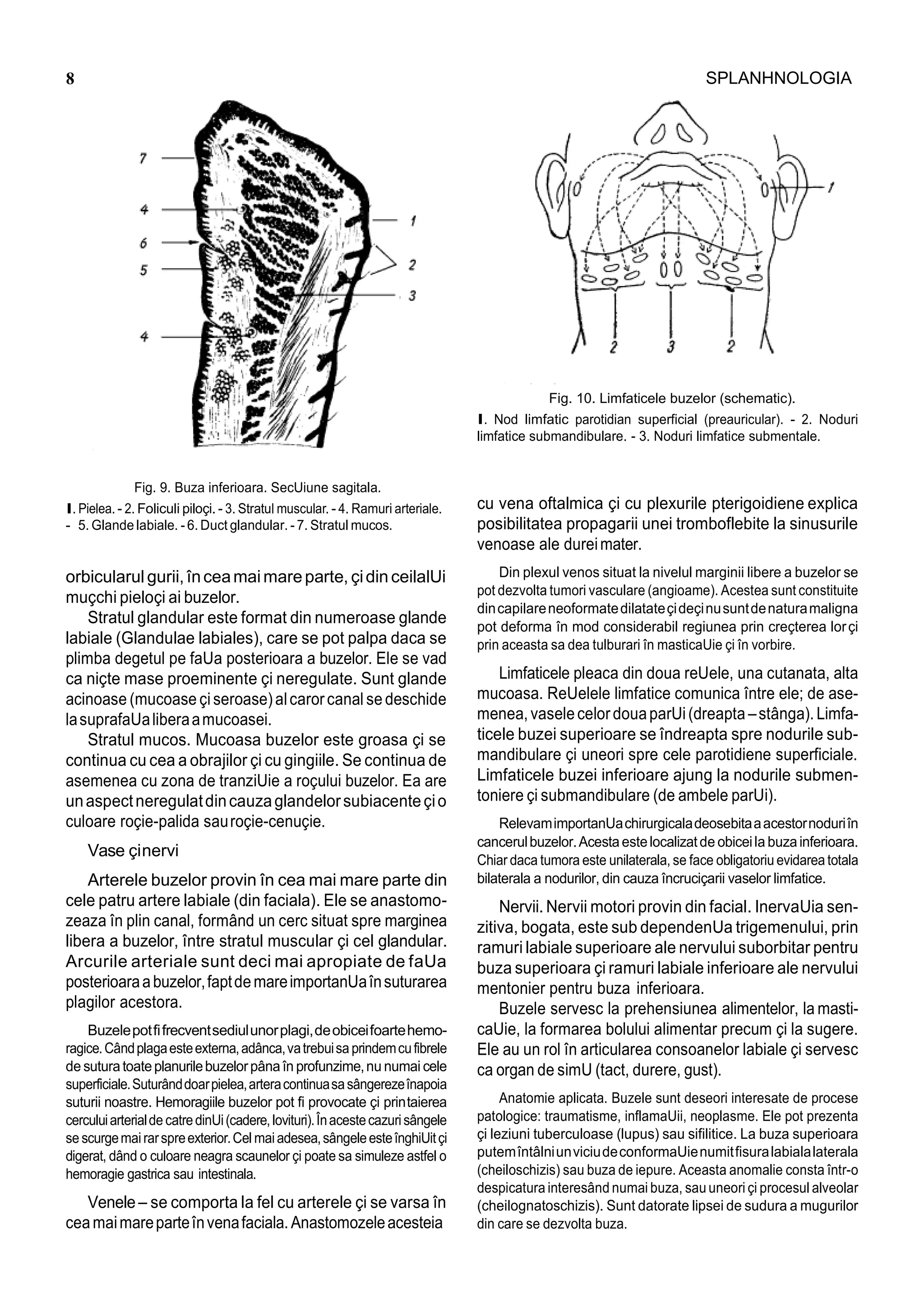 Victor papilian anatomia omului vol 2 splanhnologia | PDF
