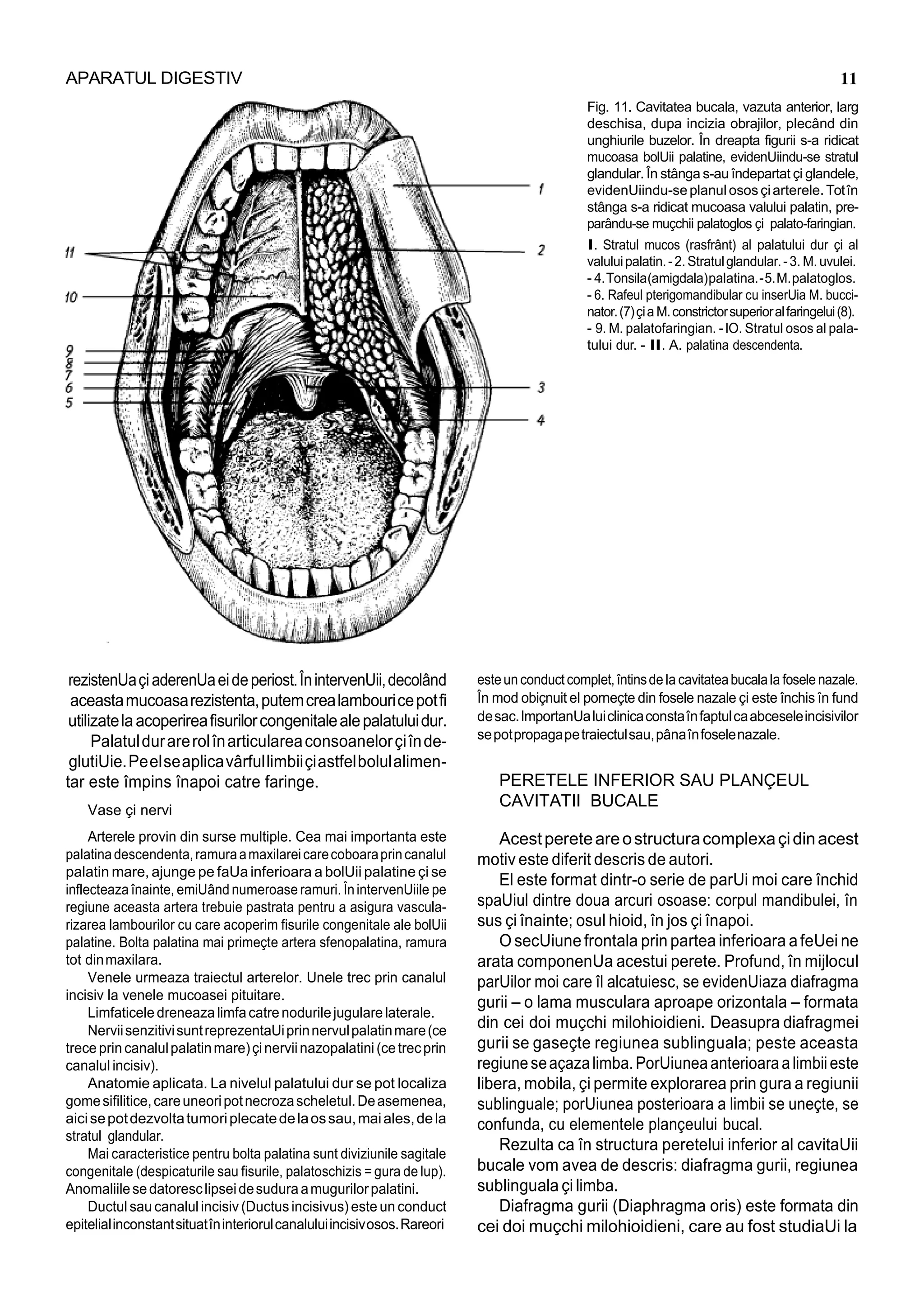 Victor papilian anatomia omului vol 2 splanhnologia | PDF