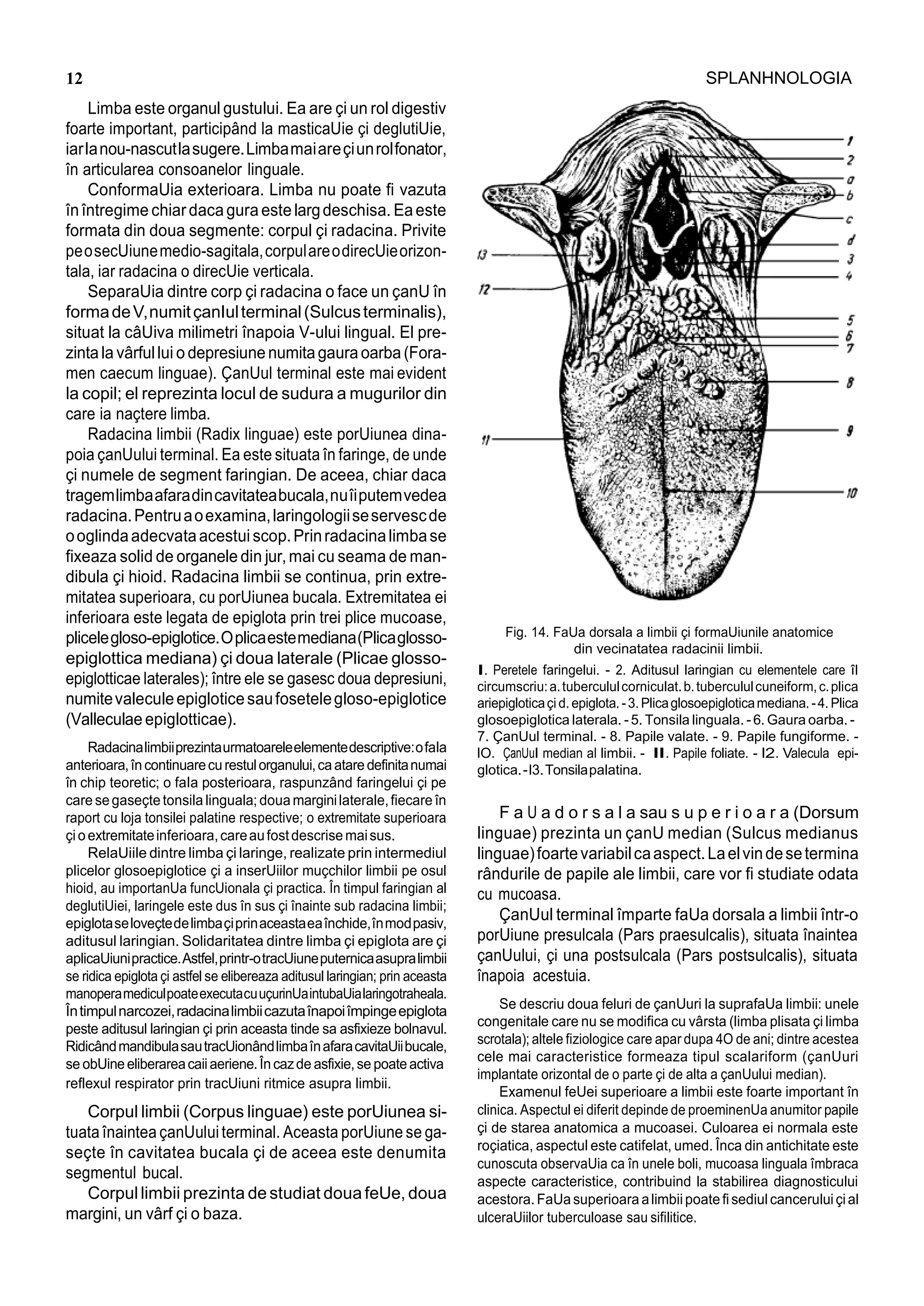 Victor papilian anatomia omului vol 2 splanhnologia | PDF
