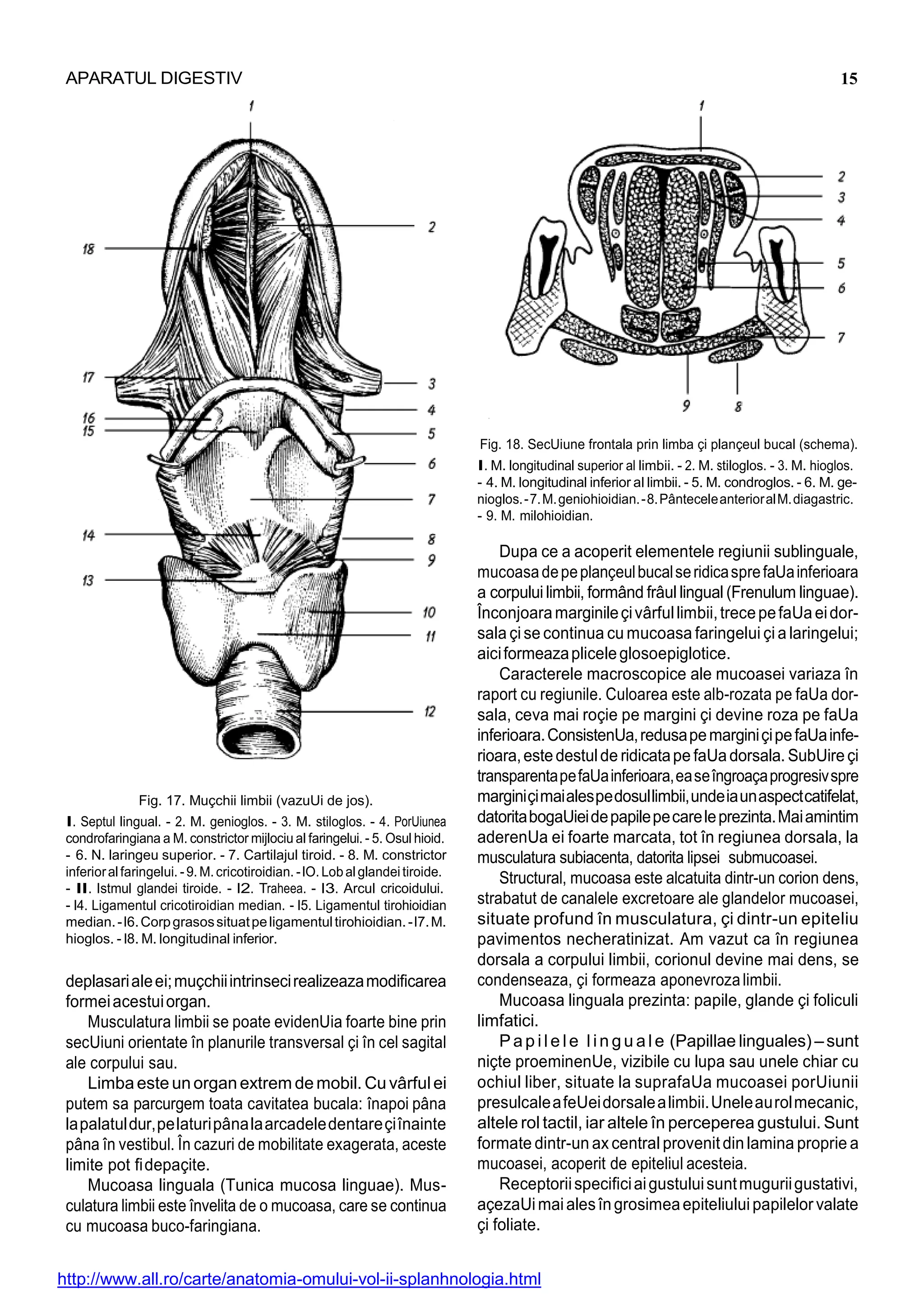 Victor papilian anatomia omului vol 2 splanhnologia | PDF