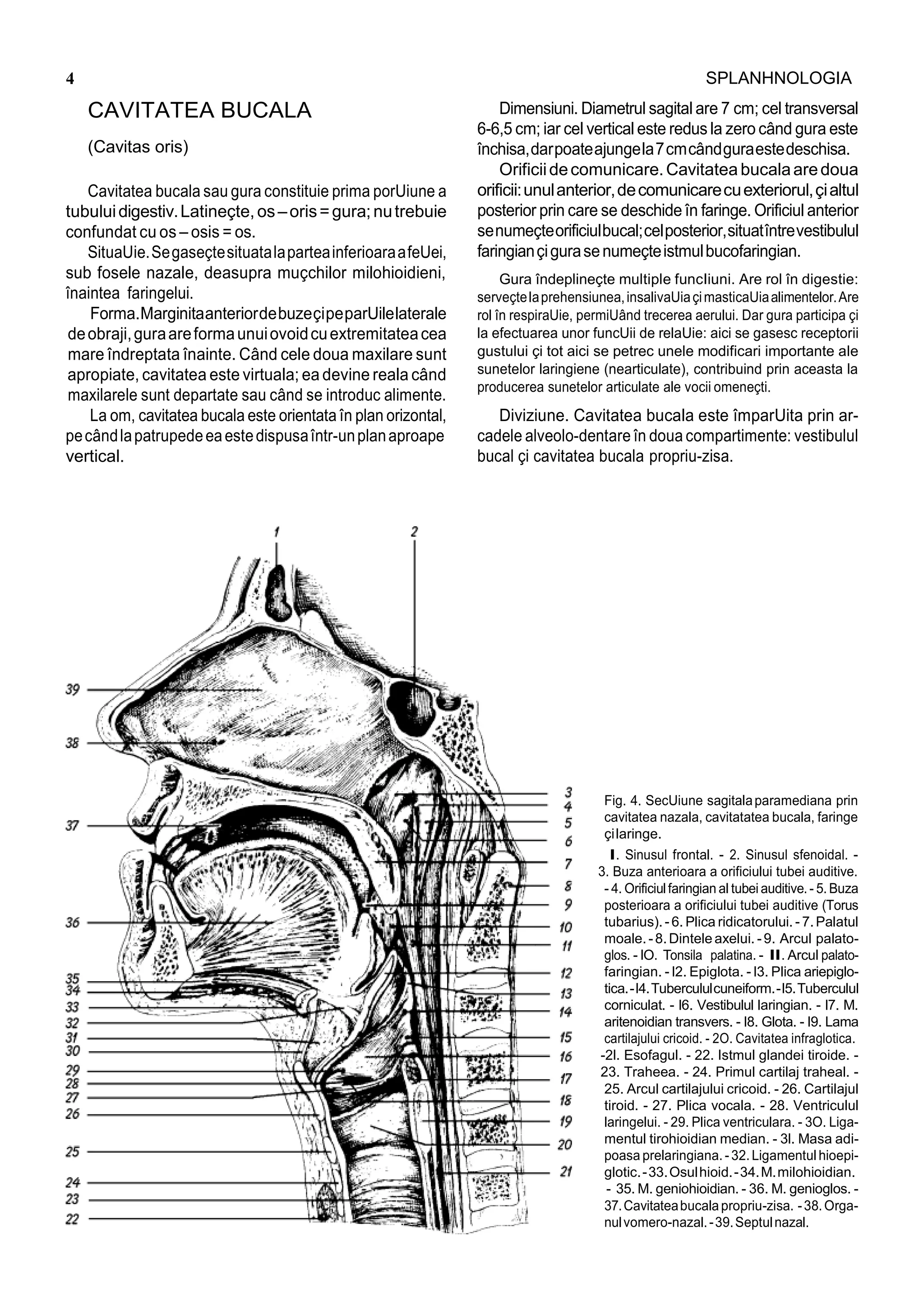 Victor papilian anatomia omului vol 2 splanhnologia | PDF