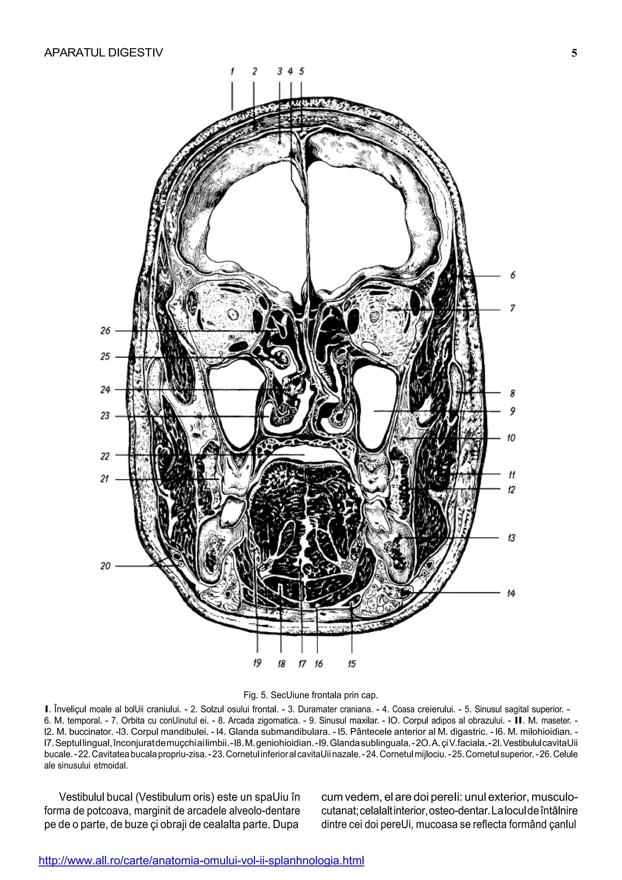 Victor papilian anatomia omului vol 2 splanhnologia | PDF