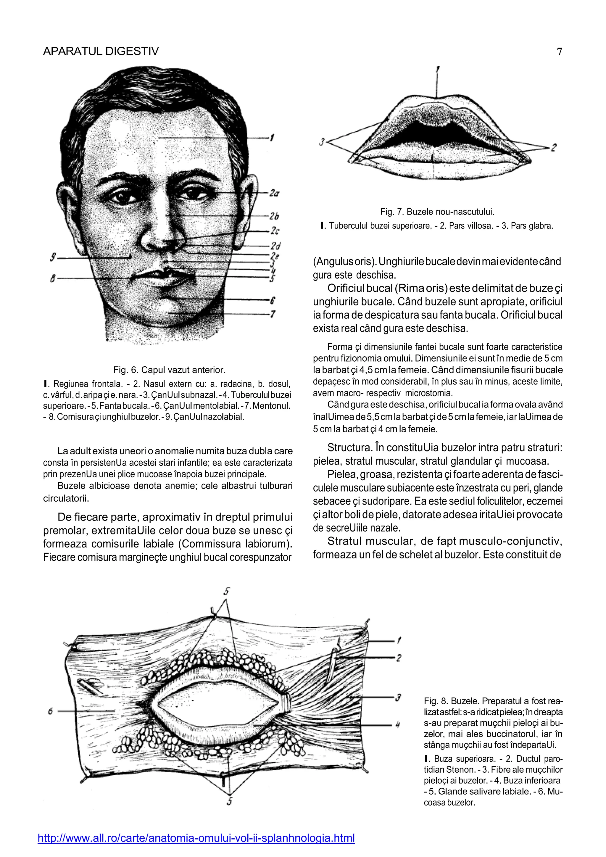 Victor papilian anatomia omului vol 2 splanhnologia | PDF
