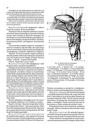 Victor papilian anatomia omului vol 2 splanhnologia | PDF