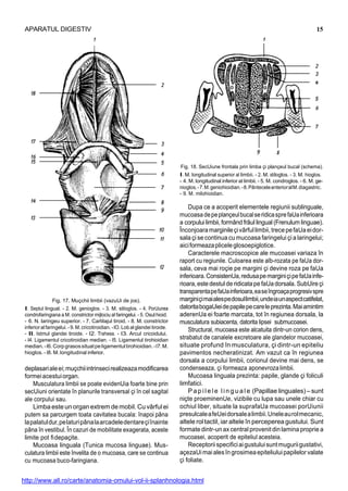 Victor papilian anatomia omului vol 2 splanhnologia | PDF