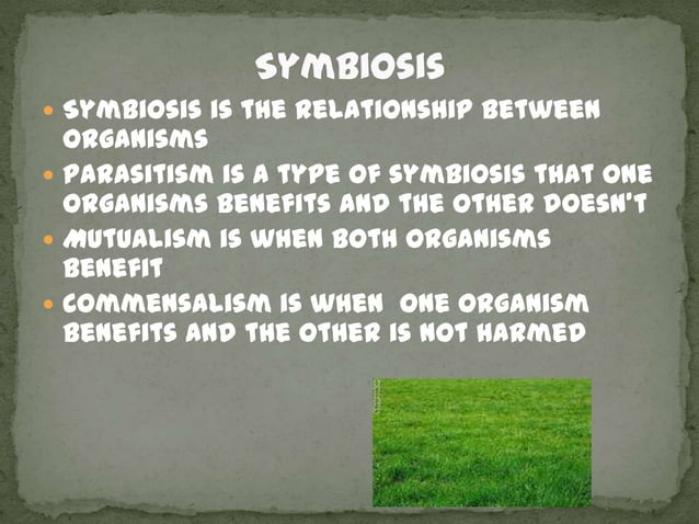 Victor's Ecosystem Power Point | PPTX | Biological Sciences | Science