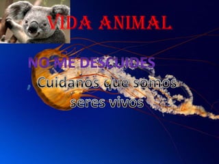 Vida animal | PPT