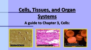 ppt from cells to organsimsms | PPT | Biological Sciences | Science
