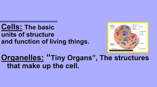 ppt from cells to organsimsms | PPT | Biological Sciences | Science