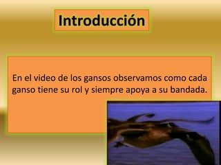 Video los ganzos | PPTX