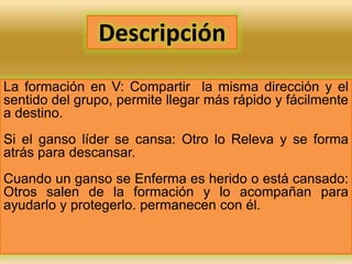 Video los ganzos | PPTX