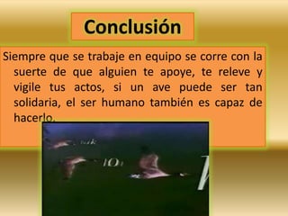 Video los ganzos | PPTX