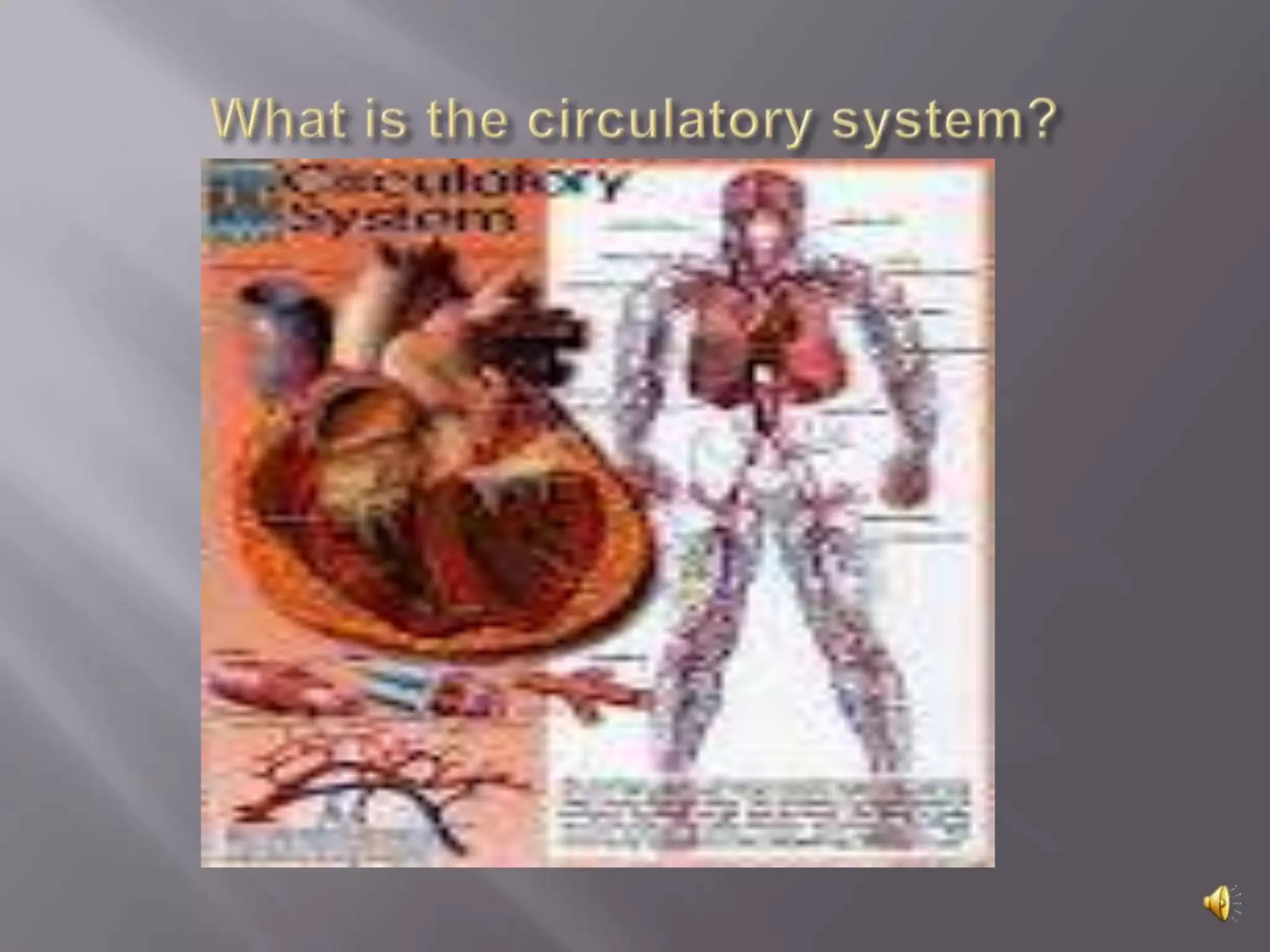 Video 1 circulatory system | PPTX | Heart and Cardiovascular Diseases | Diseases and Conditions