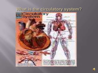 Video 1 circulatory system | PPTX | Heart and Cardiovascular Diseases ...