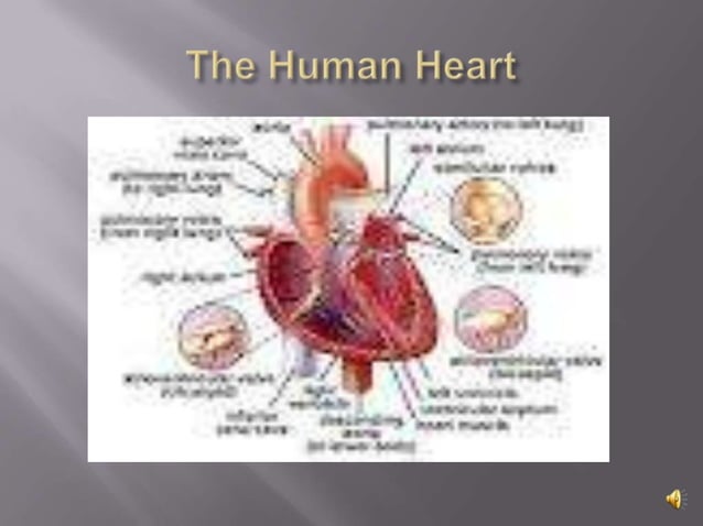 Video 1 circulatory system | PPTX | Heart and Cardiovascular Diseases | Diseases and Conditions
