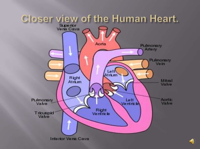 Video 1 circulatory system | PPTX | Heart and Cardiovascular Diseases | Diseases and Conditions