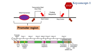 5 key concepts of regulation of gene expression | PPTX