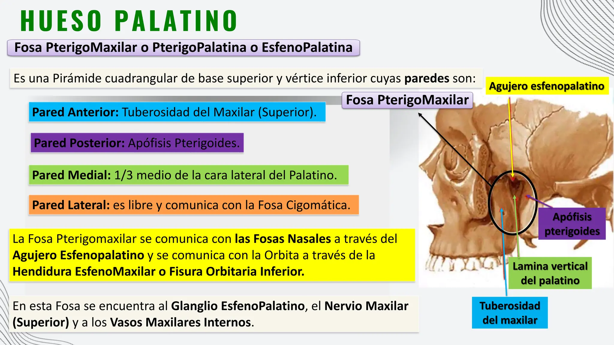 Video Anatomia hueso palatino y vomer.pptx