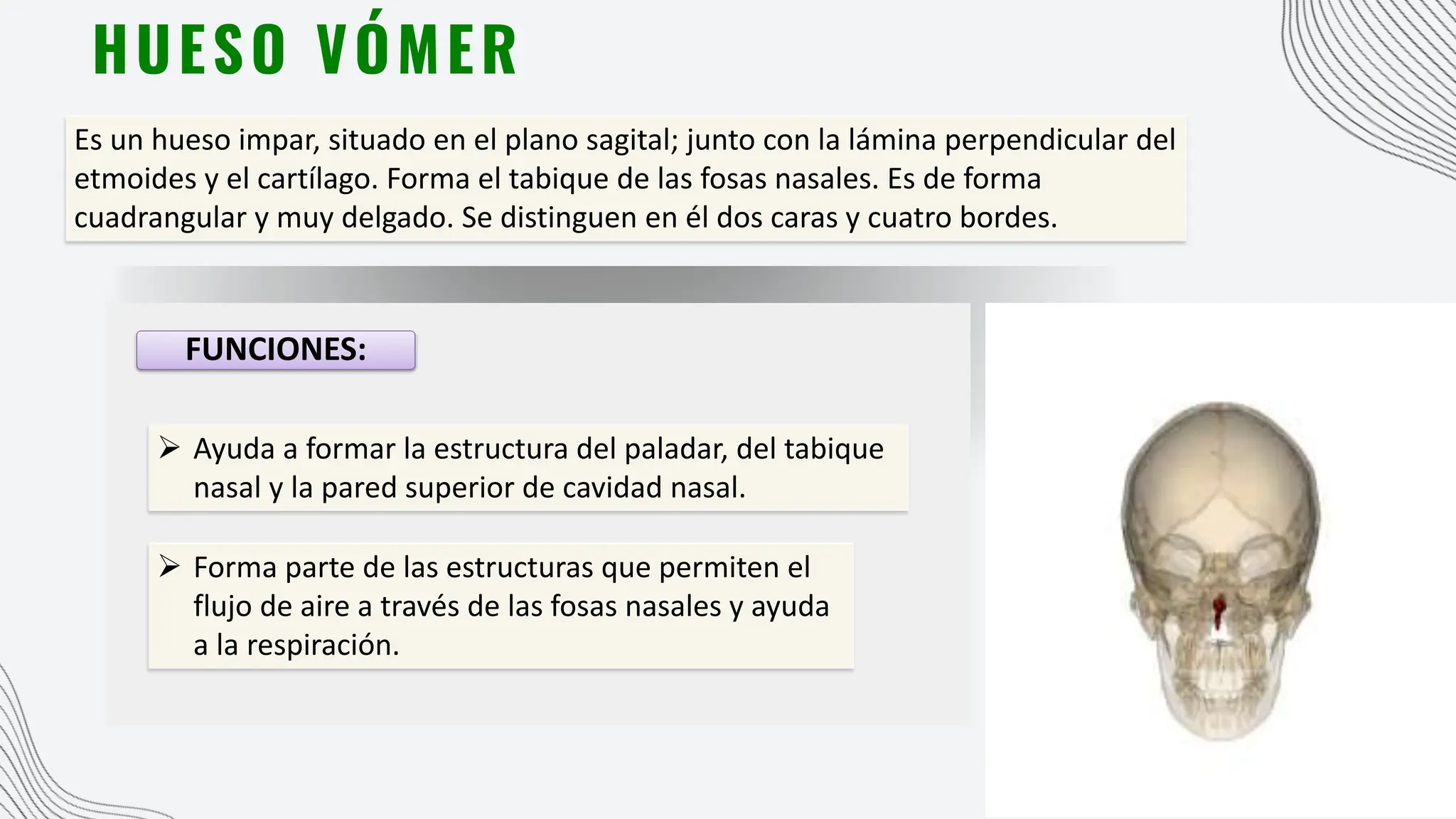 Video Anatomia hueso palatino y vomer.pptx